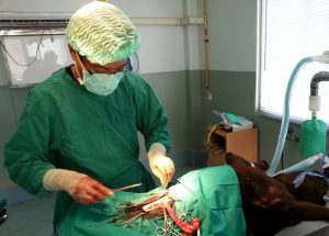Surgery - Animal Farm Veterinary Hospital